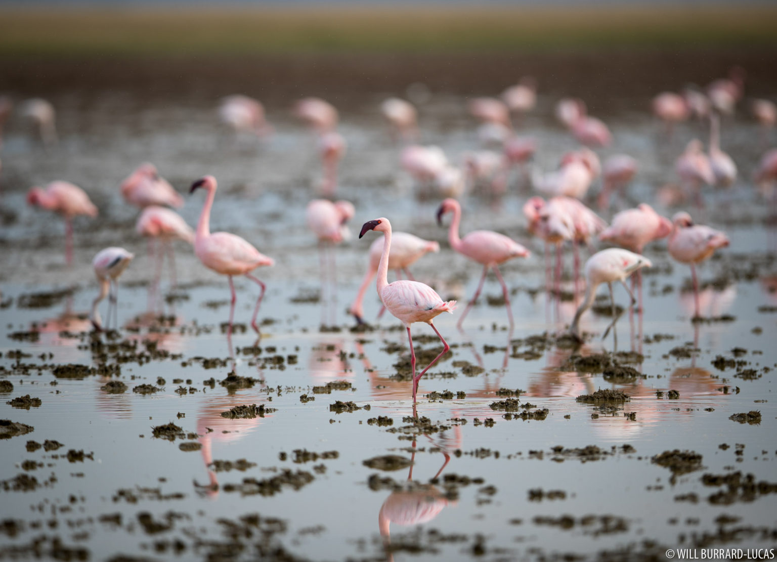 Africa + Lesser Flamingos | Photos Pictures Images