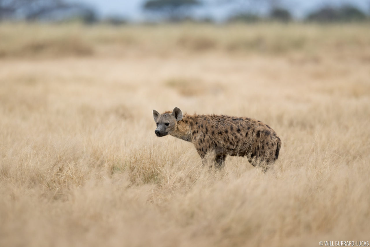 Hyenas | Photos Pictures Images