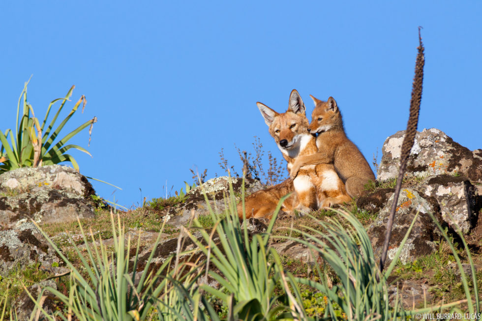 Ethiopian Wolves | Photos Pictures Images