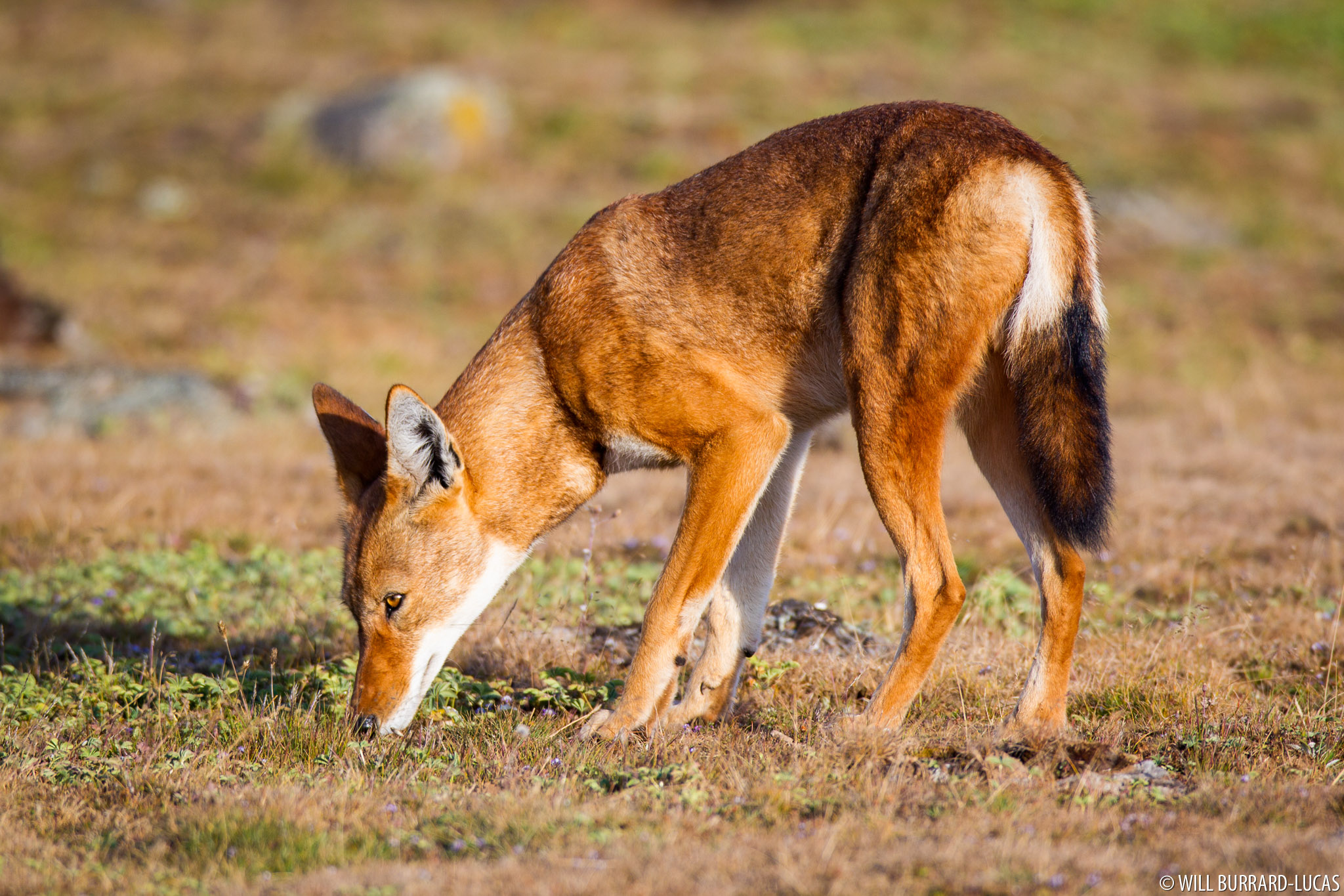 Smelling the Ground | Will Burrard-Lucas