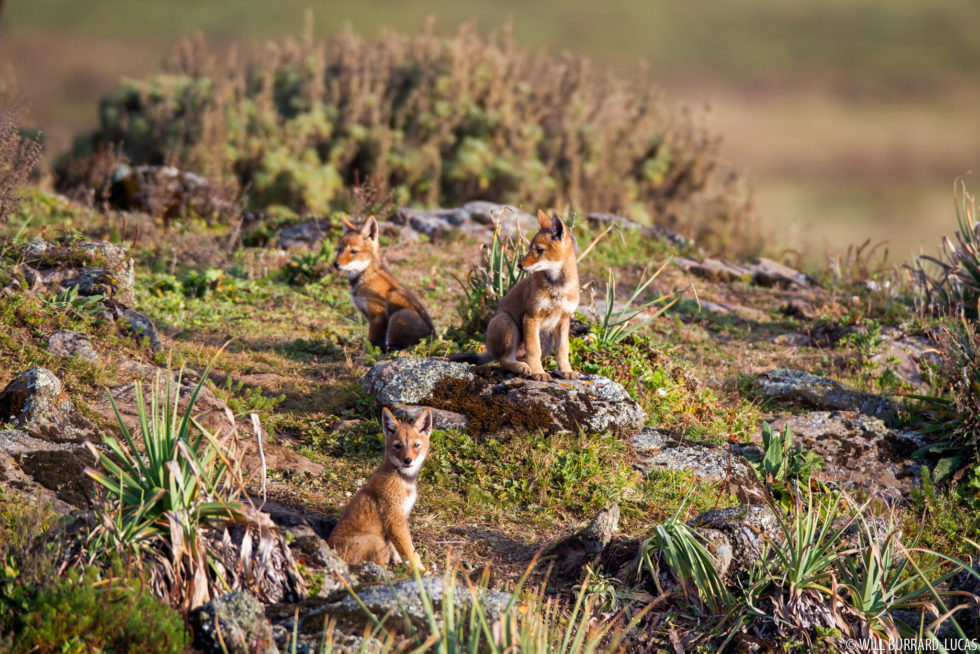 Ethiopian Wolves | Photos Pictures Images