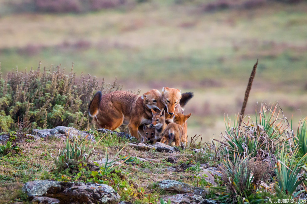Ethiopian Wolves | Photos Pictures Images