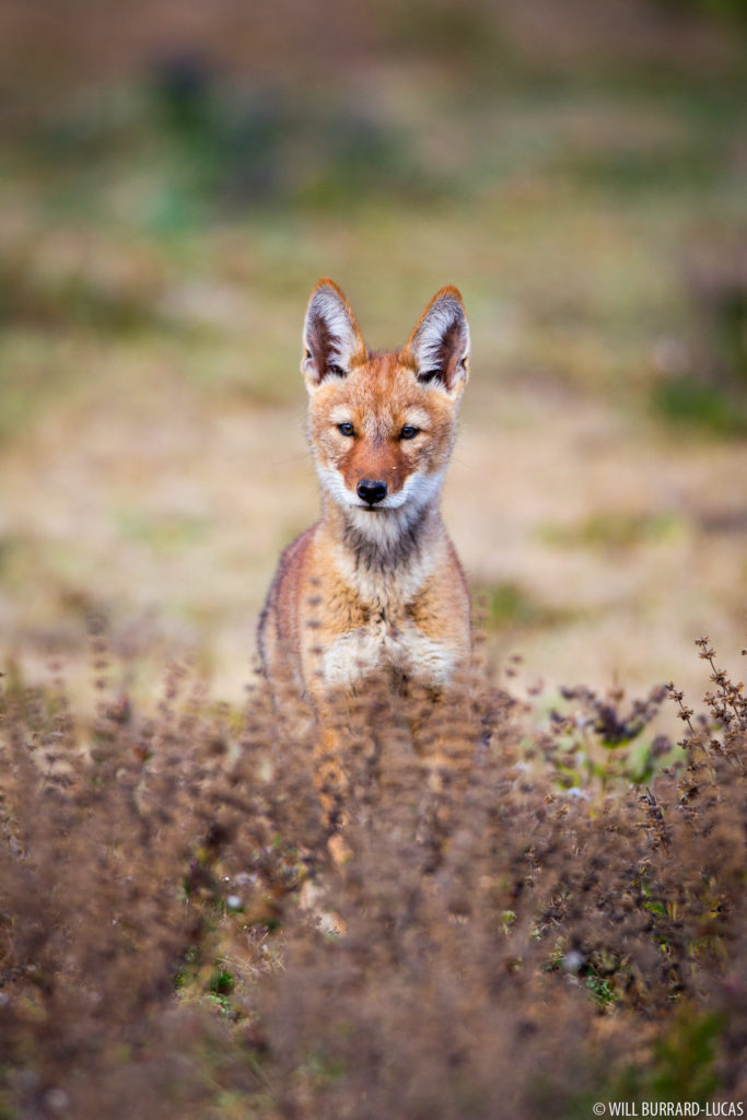 Ethiopian Wolves | Photos Pictures Images