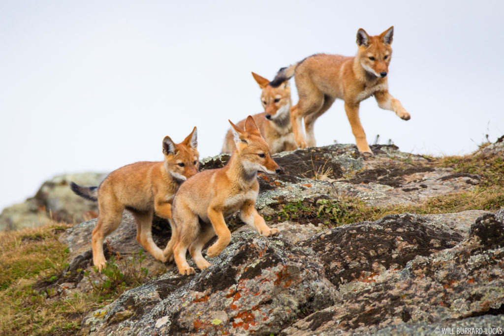 Ethiopian Wolves | Photos Pictures Images