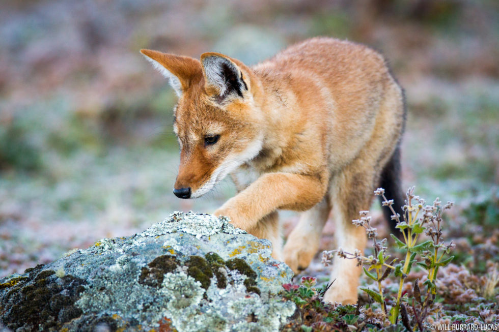Ethiopian Wolves | Photos Pictures Images