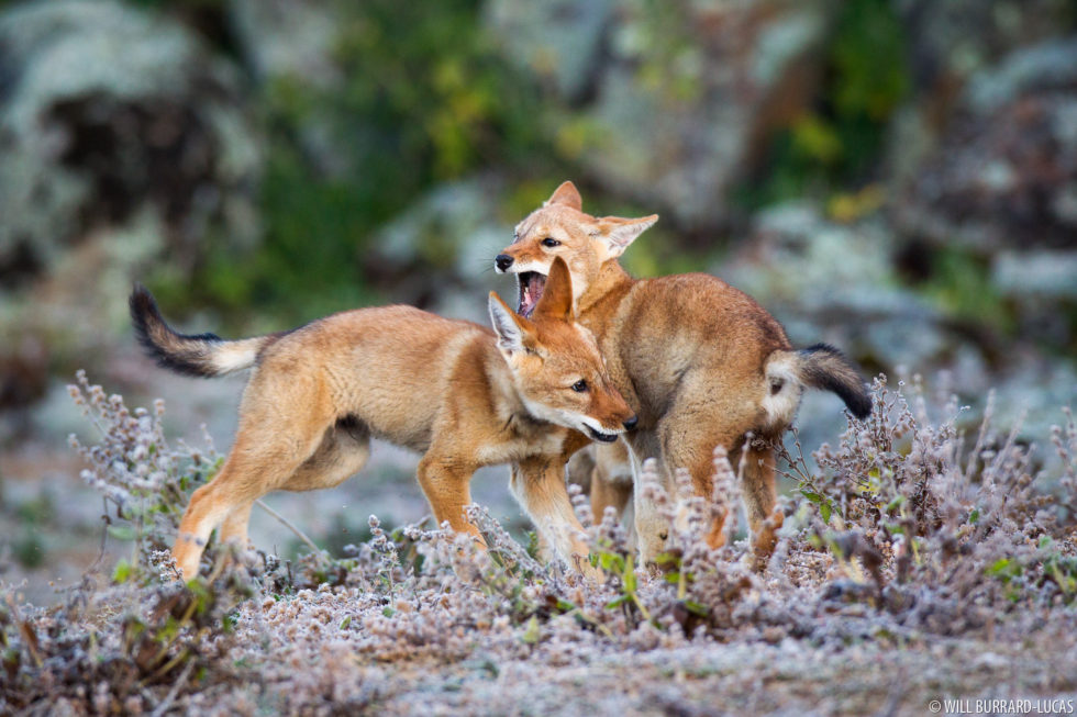 Ethiopian Wolves | Photos Pictures Images