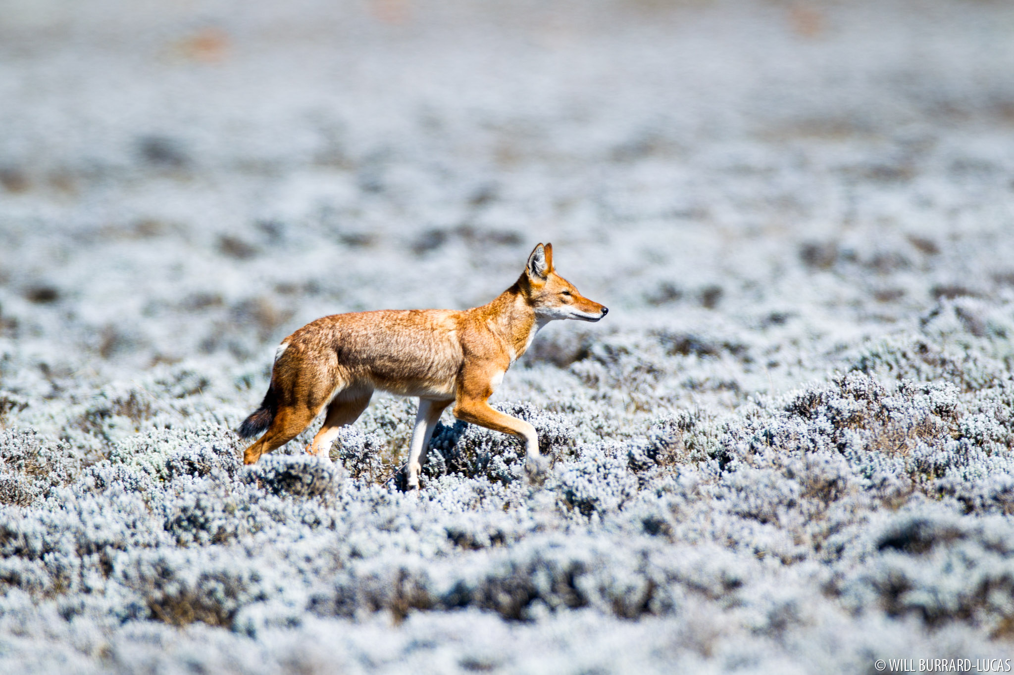 Wolf in Afroalpine Moorland | Will Burrard-Lucas