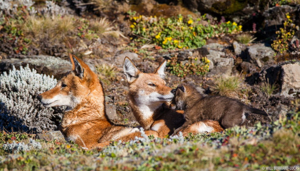 Ethiopian Wolves | Photos Pictures Images