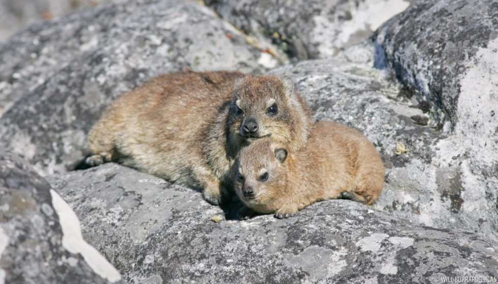 Cape Province + Rock Hyraxes | Photos Pictures Images