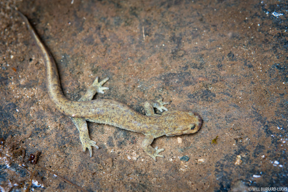 Asia + Salamanders | Photos Pictures Images