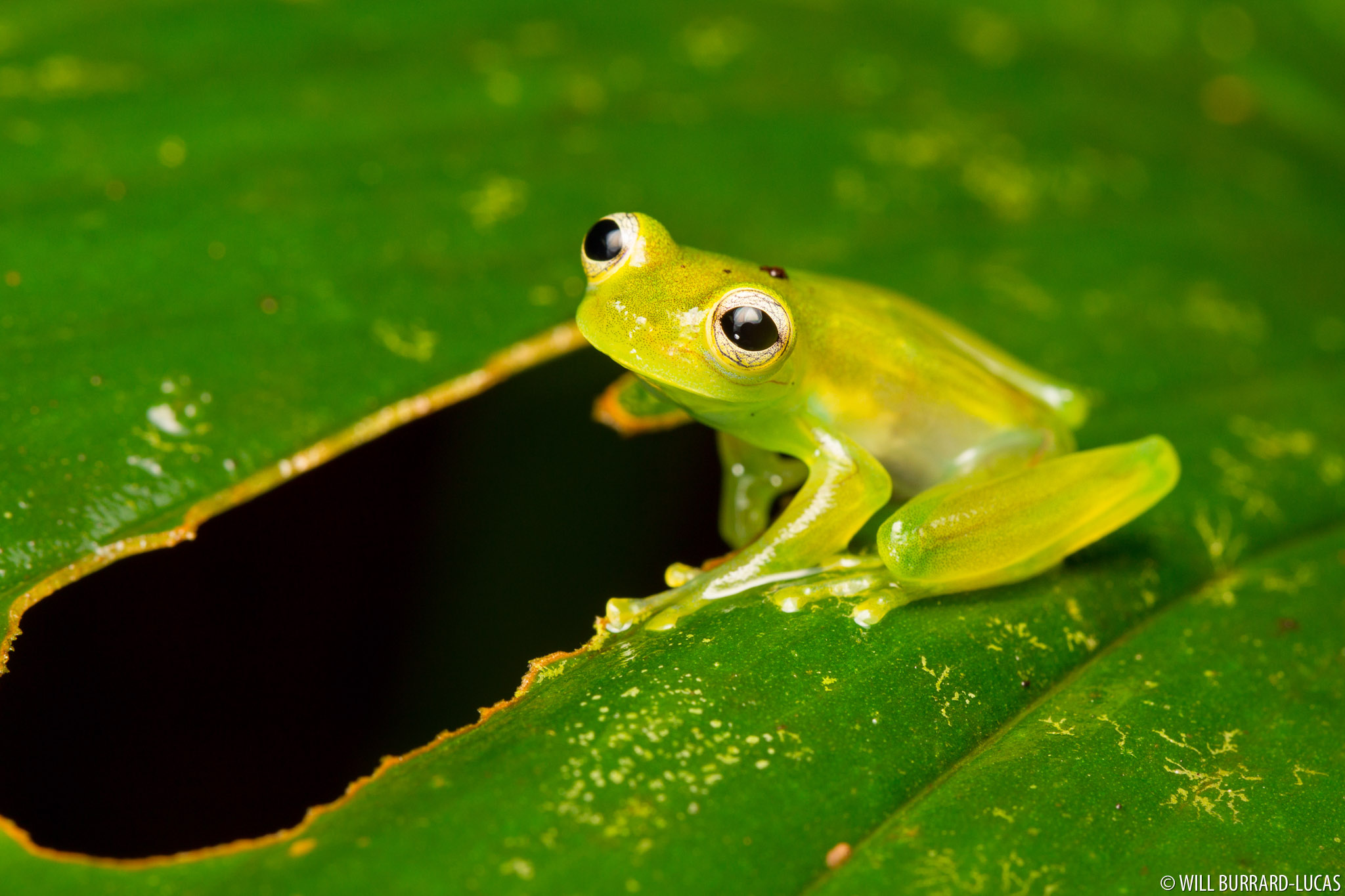 Glass Frog Will Burrard Lucas