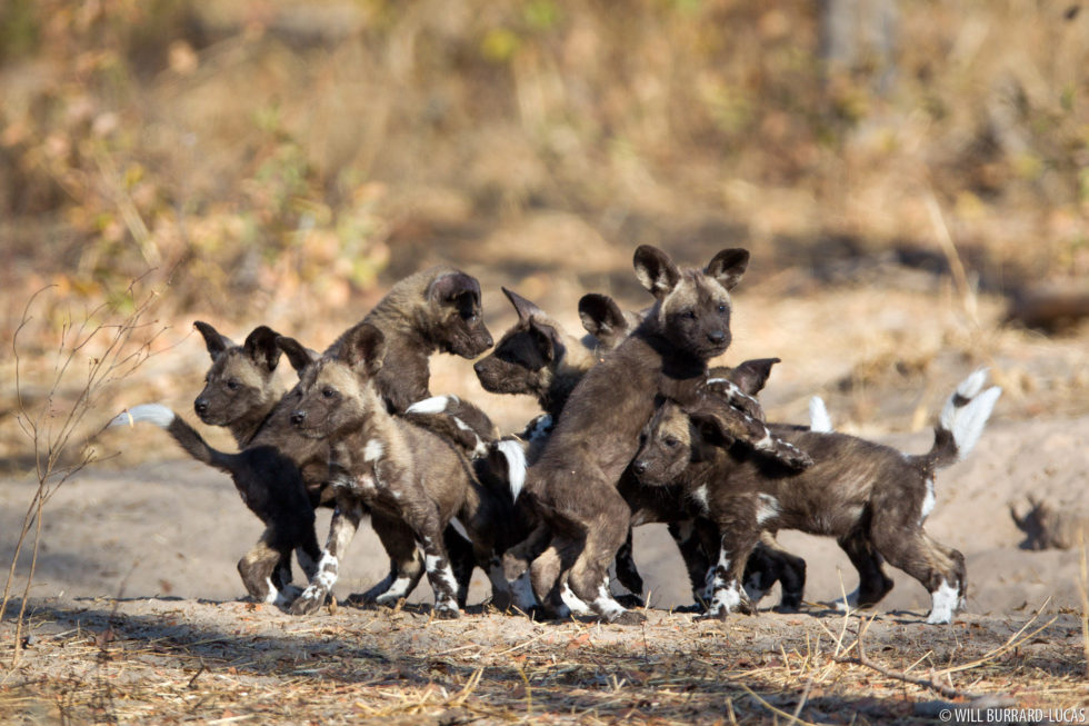 Canids | Photos Pictures Images