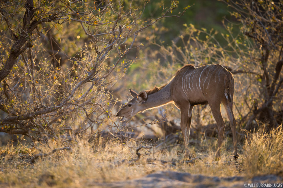 Africa + Greater Kudu | Photos Pictures Images