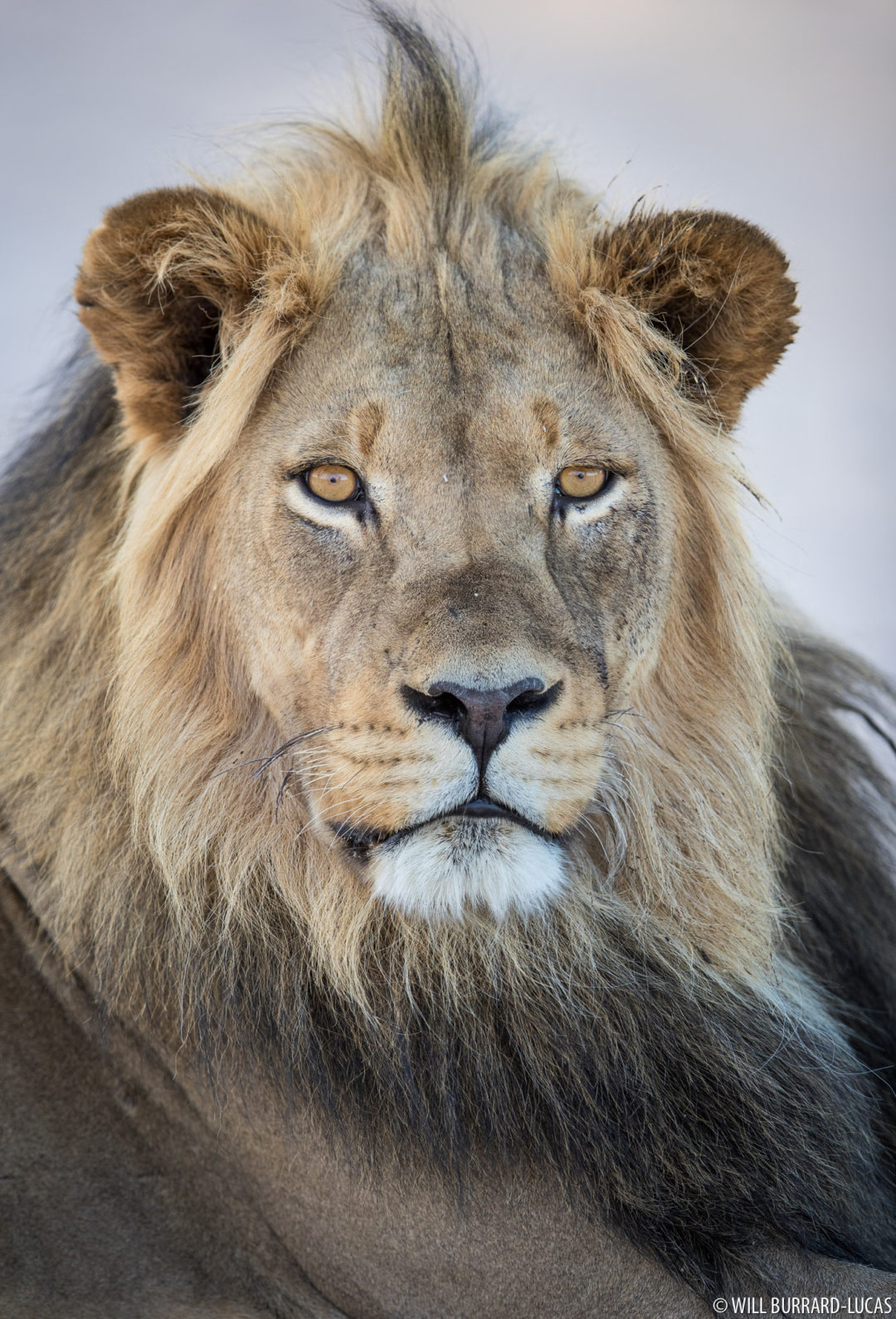 Lions | Photos Pictures Images