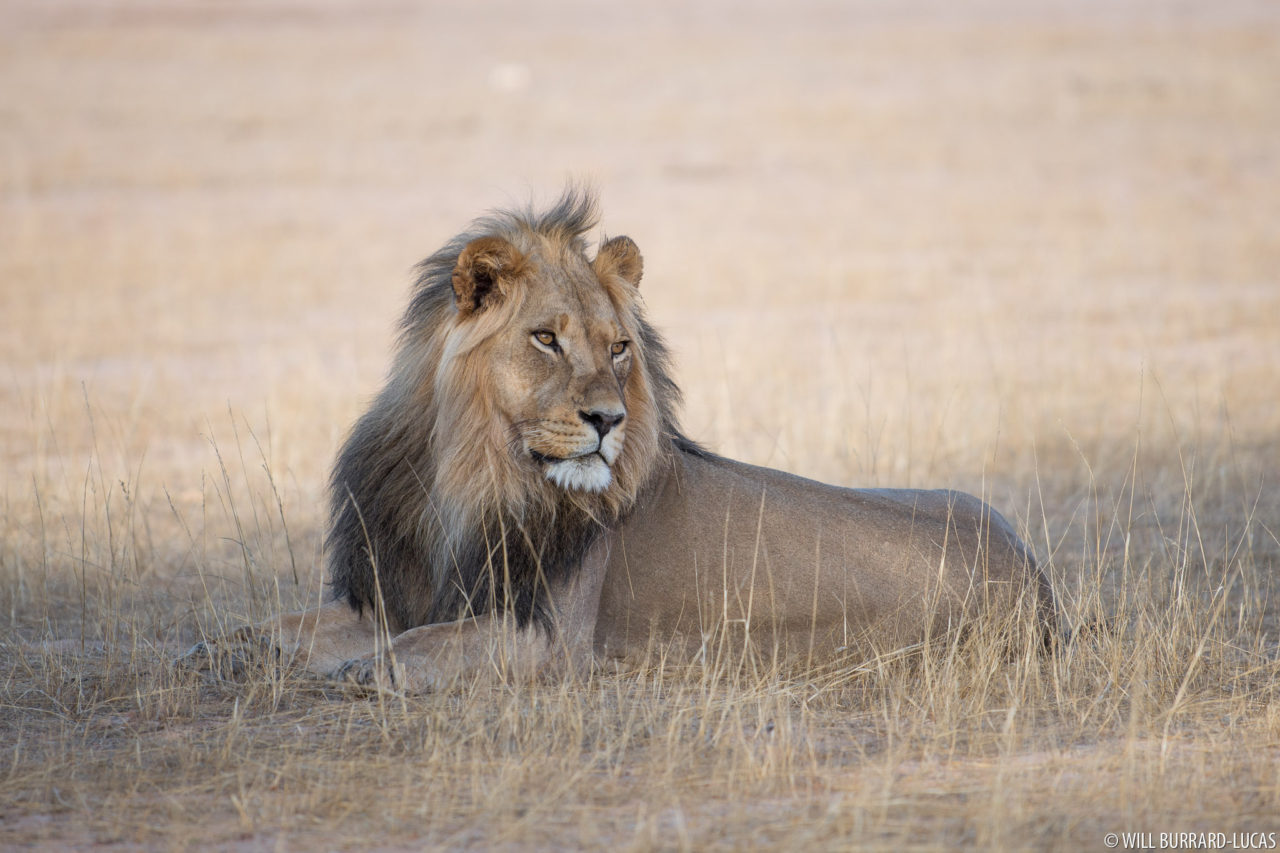 Lions | Photos Pictures Images