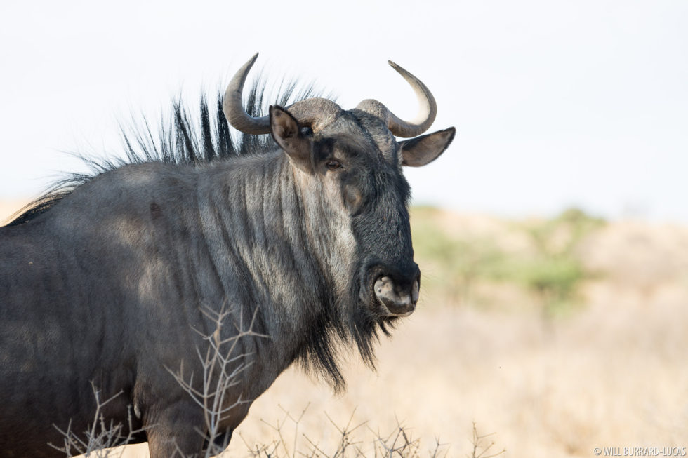 Kalahari | Photos Pictures Images