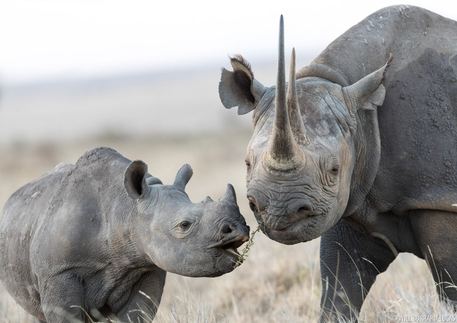 Black Rhinoceroses | Photos Pictures Images