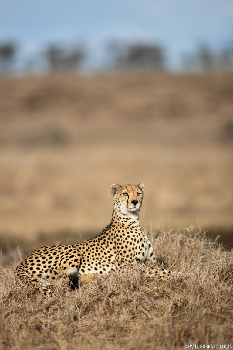 Cheetahs | Photos Pictures Images