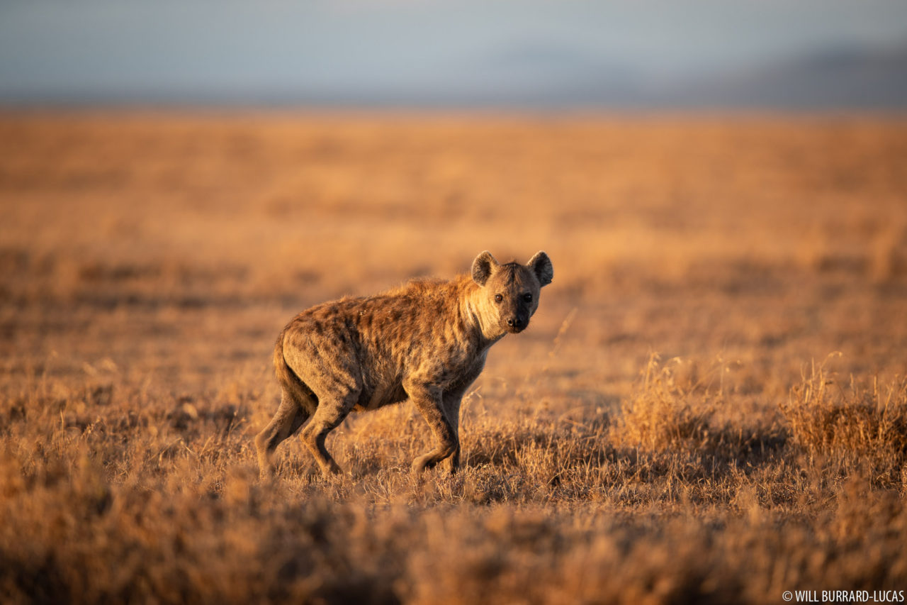 Hyenas | Photos Pictures Images