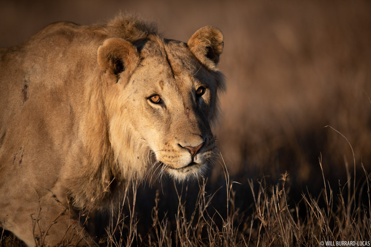 Lions | Photos Pictures Images
