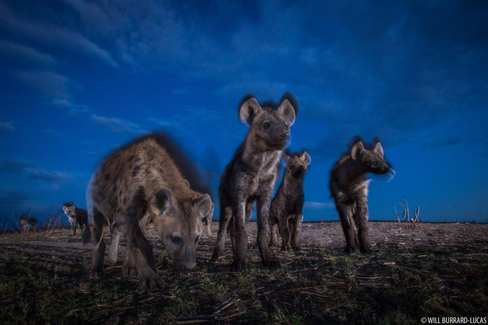 Hyenas | Photos Pictures Images