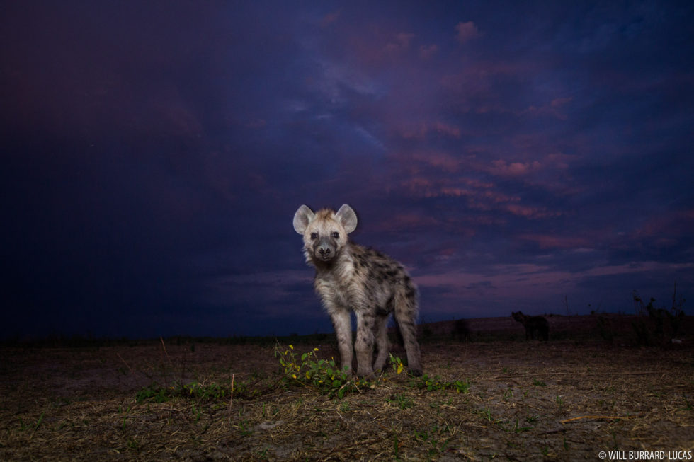 Hyenas | Photos Pictures Images