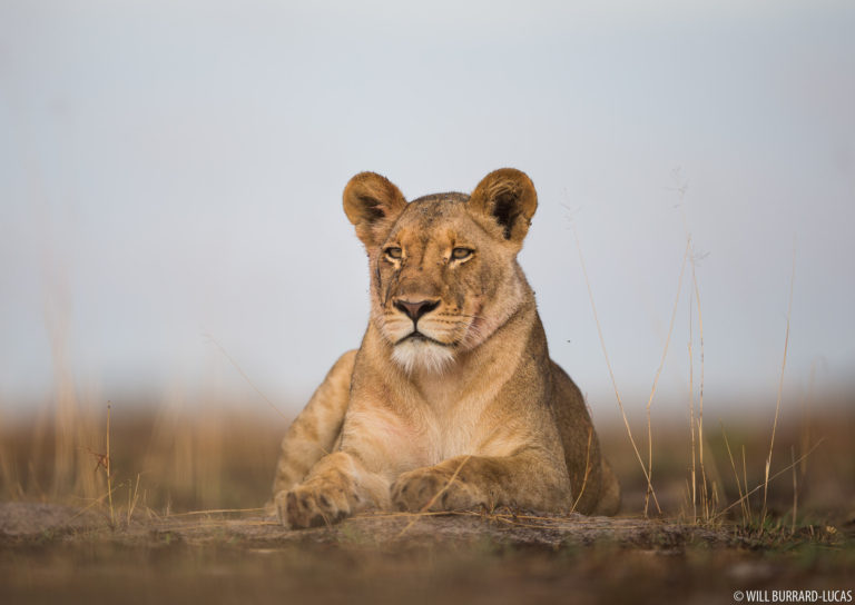 Lions | Photos Pictures Images