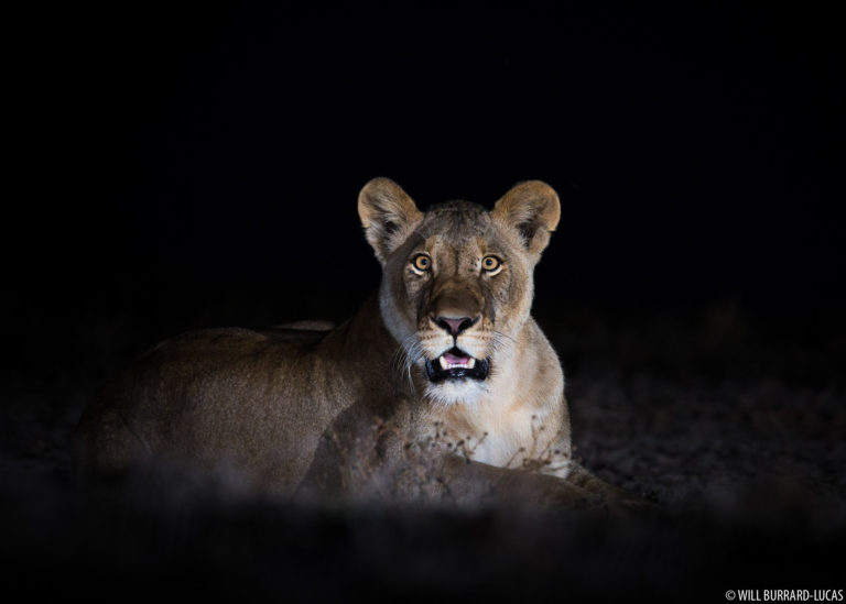 Lions | Photos Pictures Images