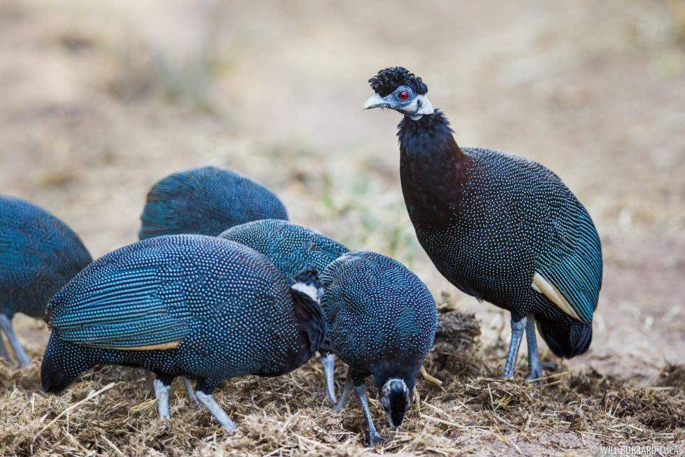 Crested Guineafowls + Lower Zambezi National Park | Photos Pictures Images