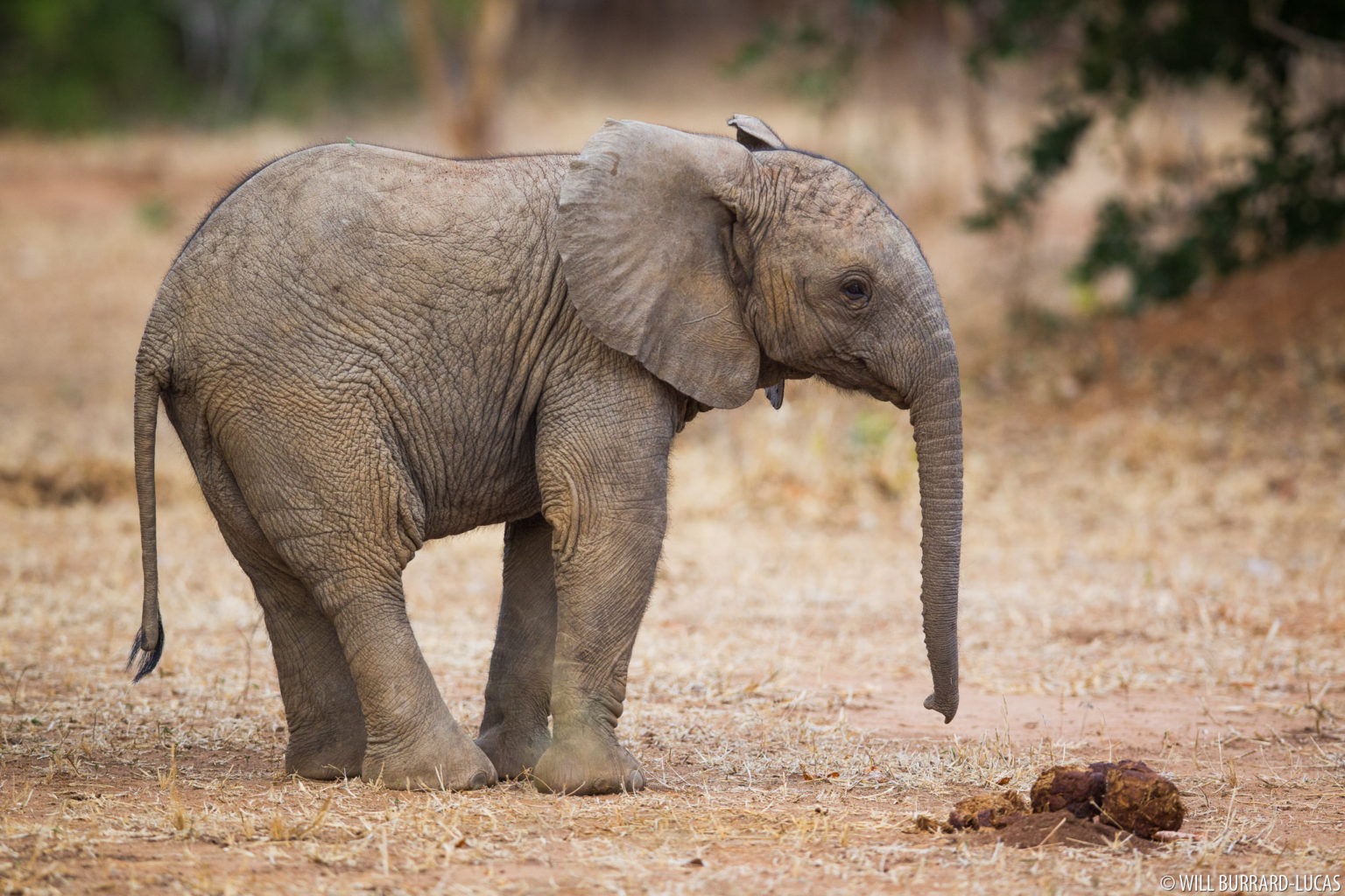 African Bush Elephants + Zambia | Photos Pictures Images