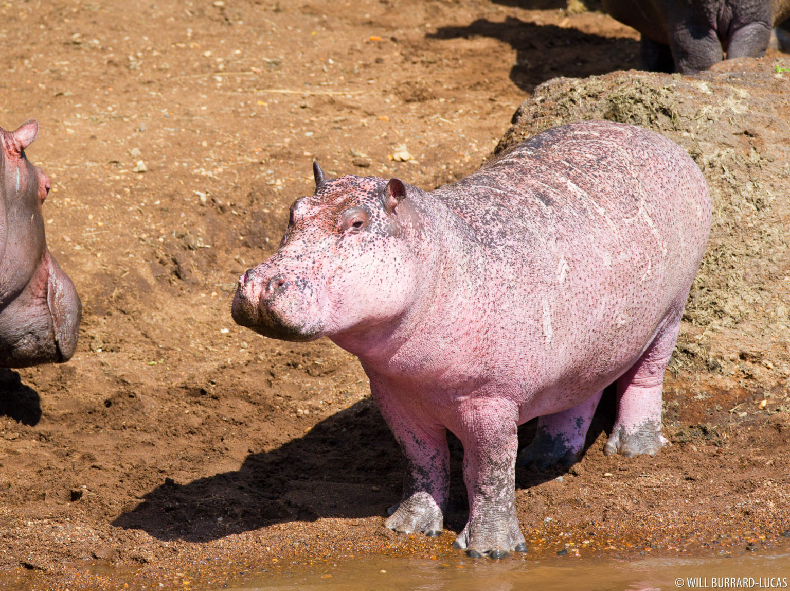 Common Hippopotamuses | Photos Pictures Images