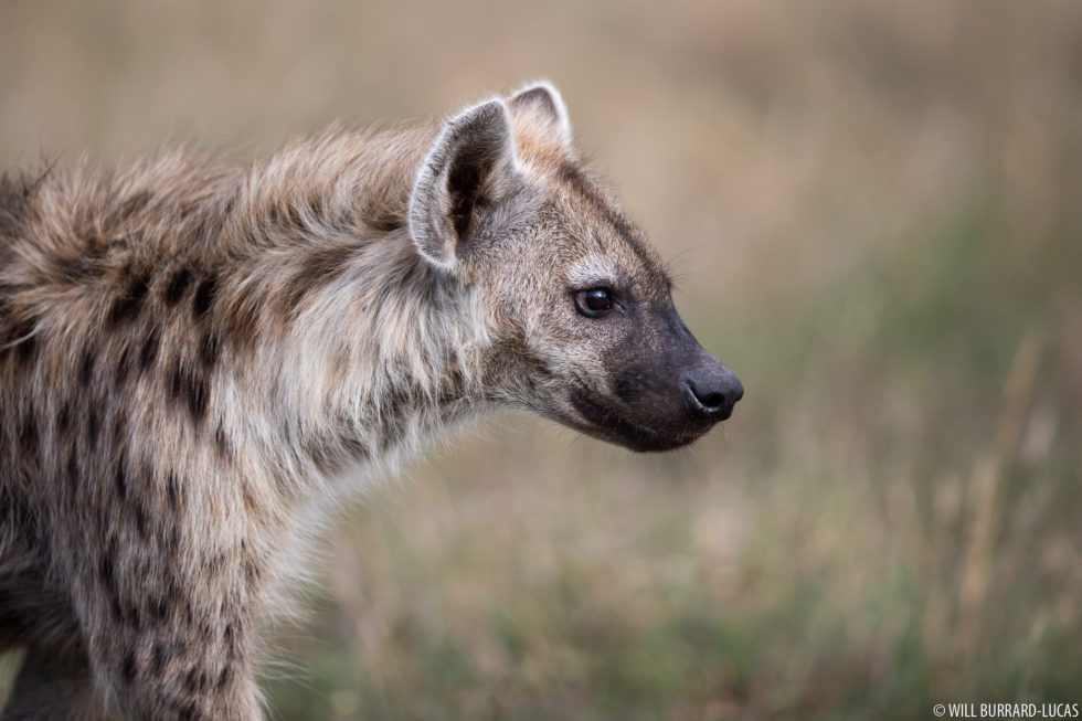Hyenas | Photos Pictures Images