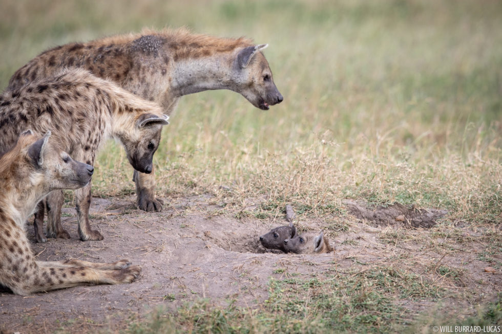Hyenas | Photos Pictures Images
