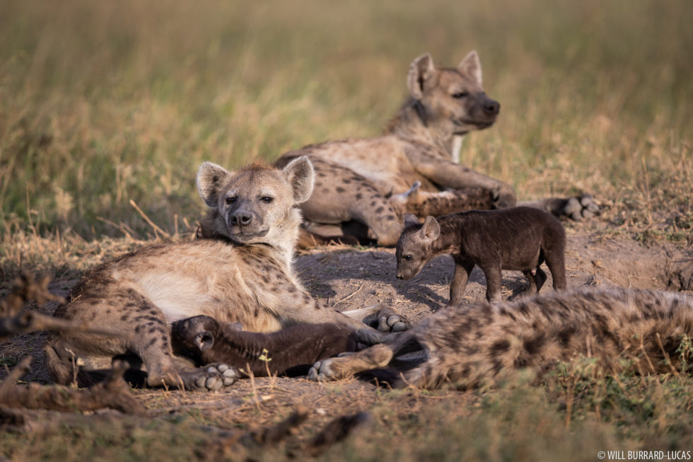 Hyenas | Photos Pictures Images