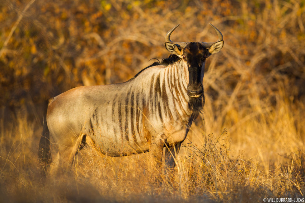Blue Wildebeest | Photos Pictures Images