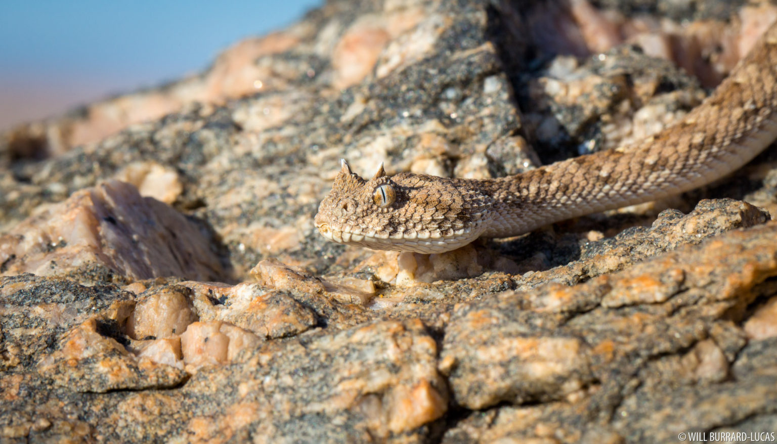 Namibia + Snakes | Photos Pictures Images