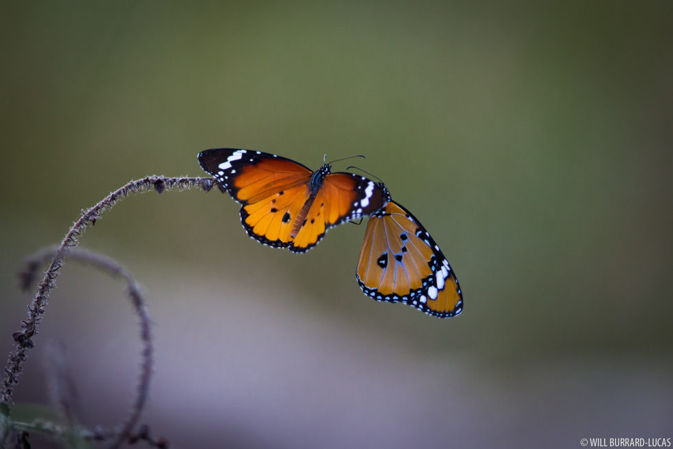 Insects + Zambia | Photos Pictures Images