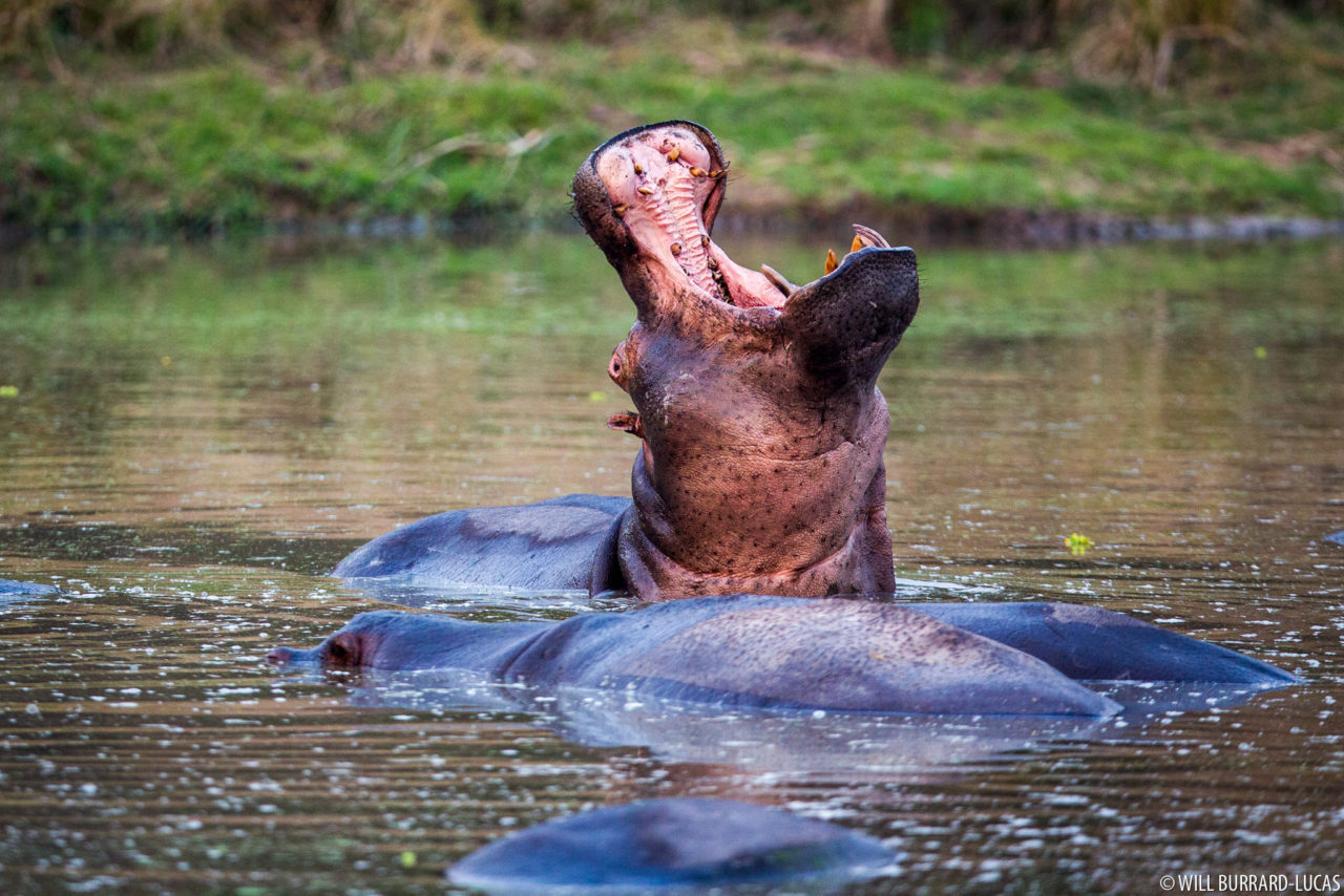 Common Hippopotamuses | Photos Pictures Images