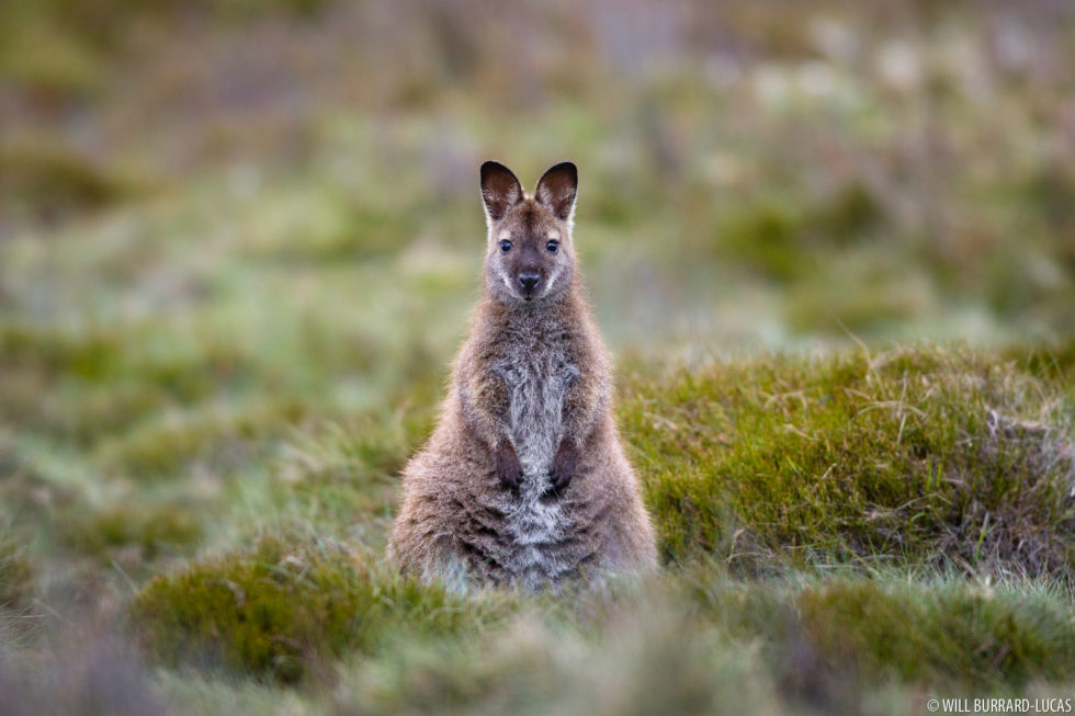 Australasia + Red Necked Wallabies | Photos Pictures Images