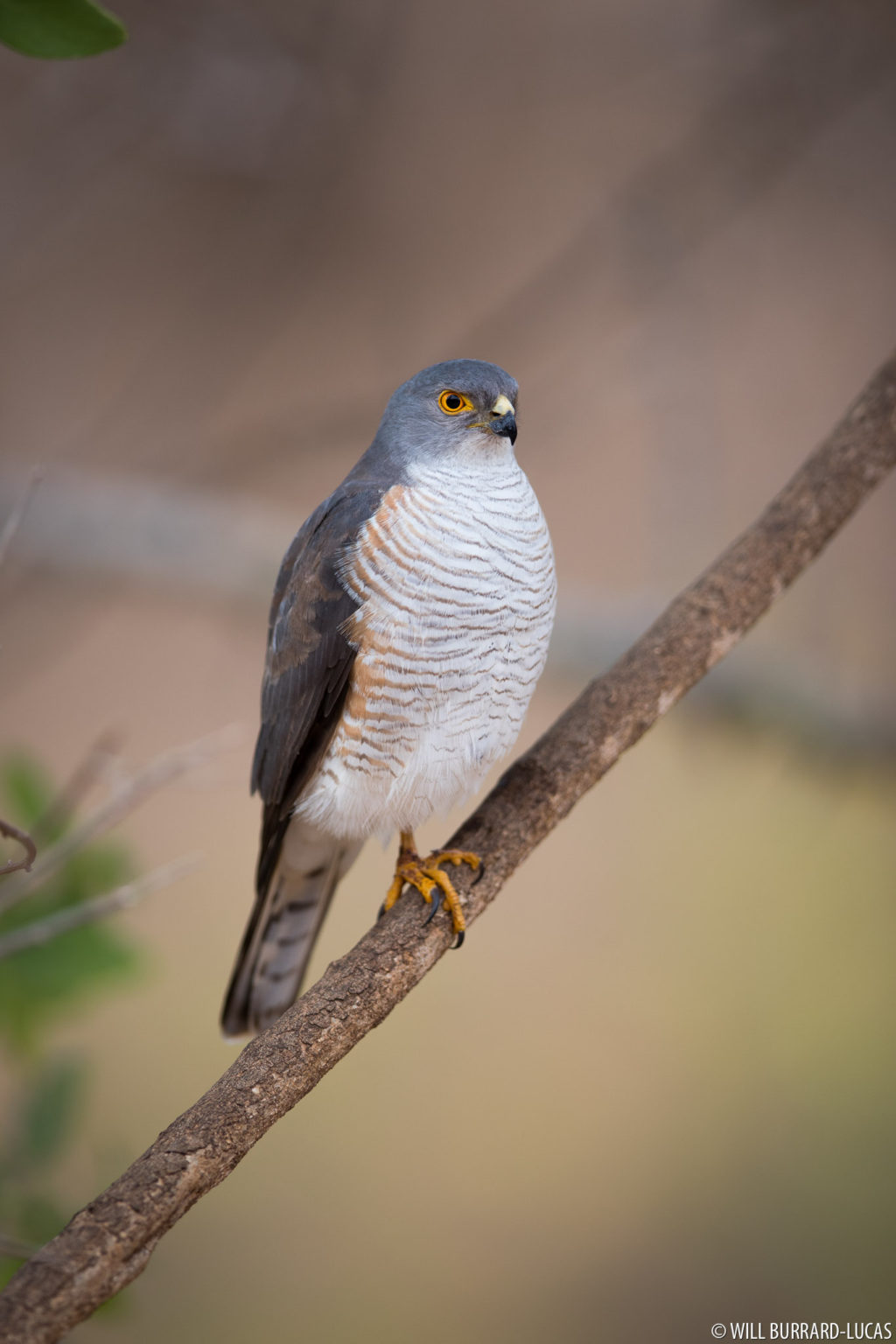 Africa + Hawks | Photos Pictures Images